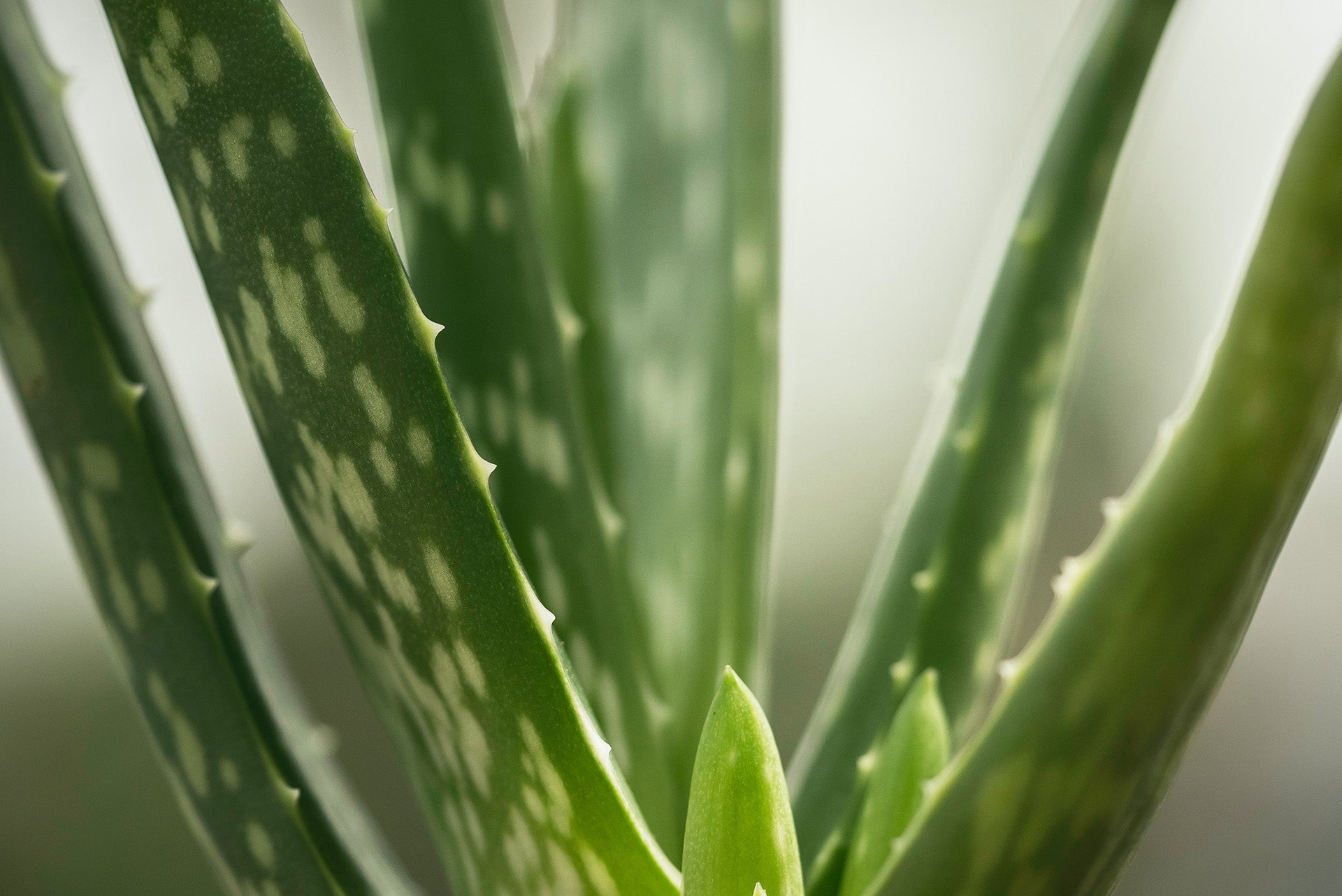 Aloe Vera Tablets for Constipation Relief: Natural Digestive Support ...