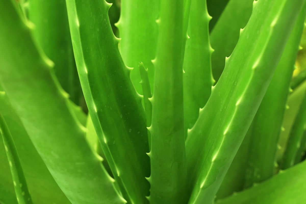 Aloe Vera vs. Hyaluronic Acid: What’s Better for Skin Hydration and Gl ...