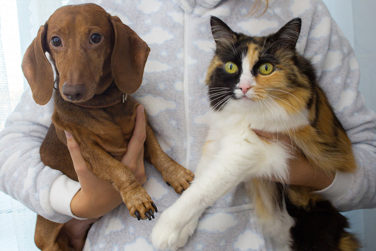 Benefits of Blue-Lipped Mussels for Cats and Dogs – Vitamins and ...