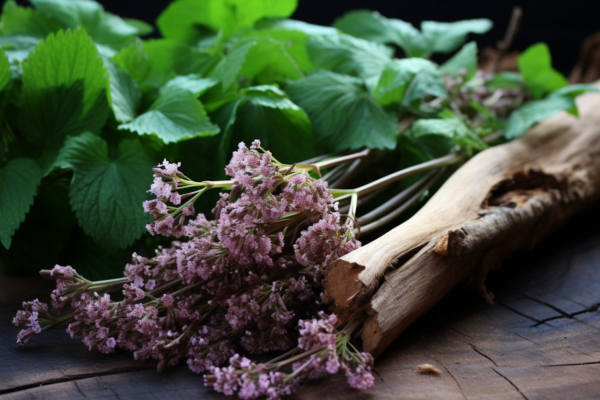 Valerian Roots Association with Pain Relief – Vitamins and Supplements ...